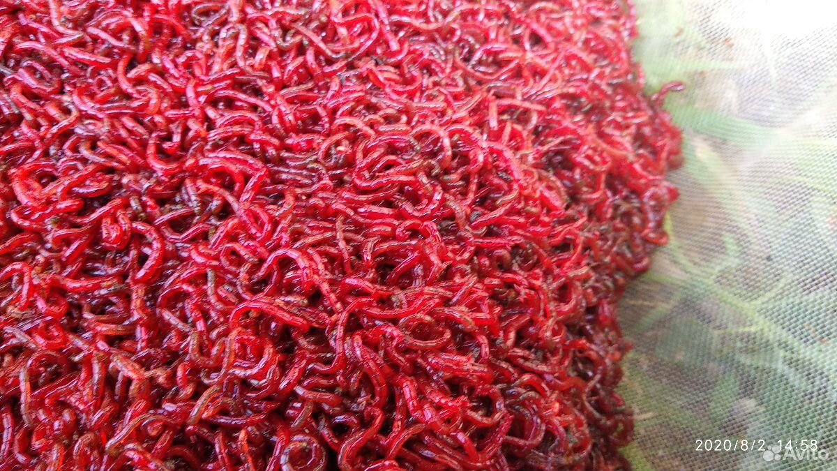 Мотыль насадочный