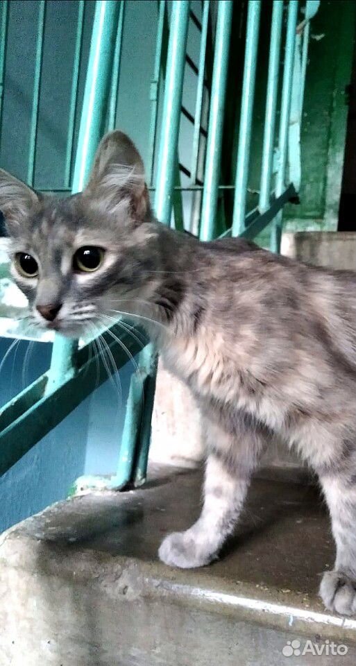 Красавица ищет дом и заботливую семью