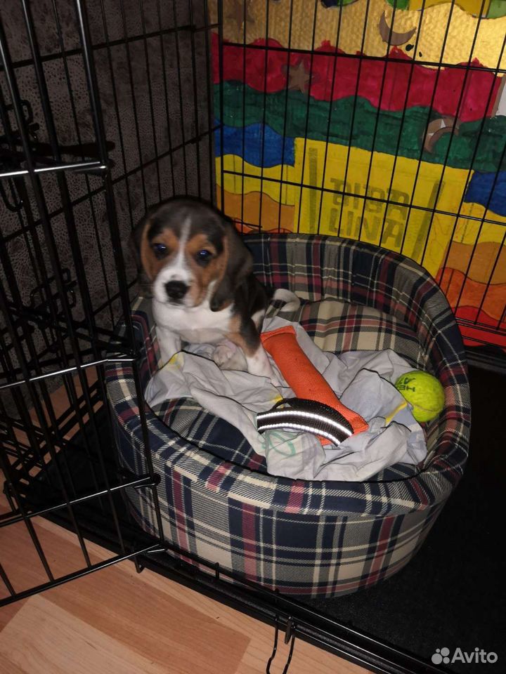 Щенок Бигля 1.5 мес