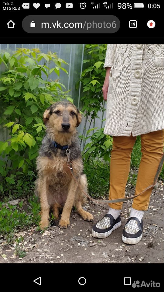 Собака помесь Эрдельтерьер