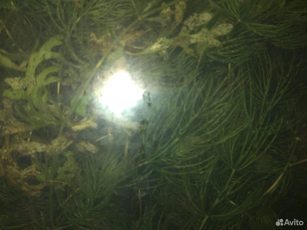 Ряска и роголистик меняю на меченосцев подростков