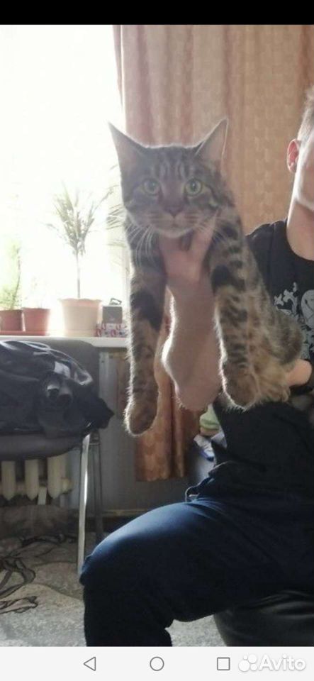 Метисы бенгала