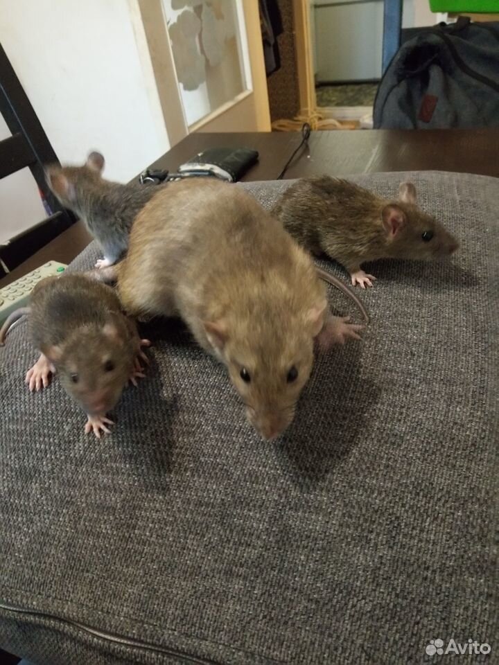 Коричневые крысы