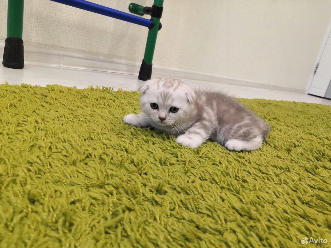 Шотландская девочка скоттиш-фолд