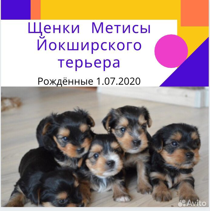 Щенки метис Йорка