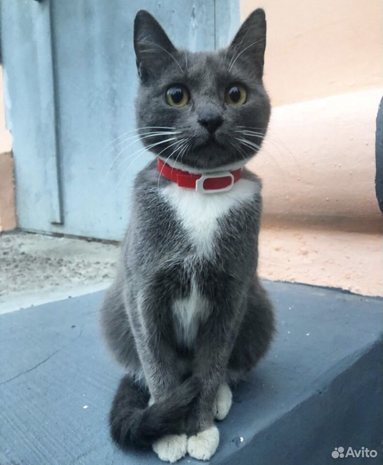 Стерильная годовалая кошечка ищет дом