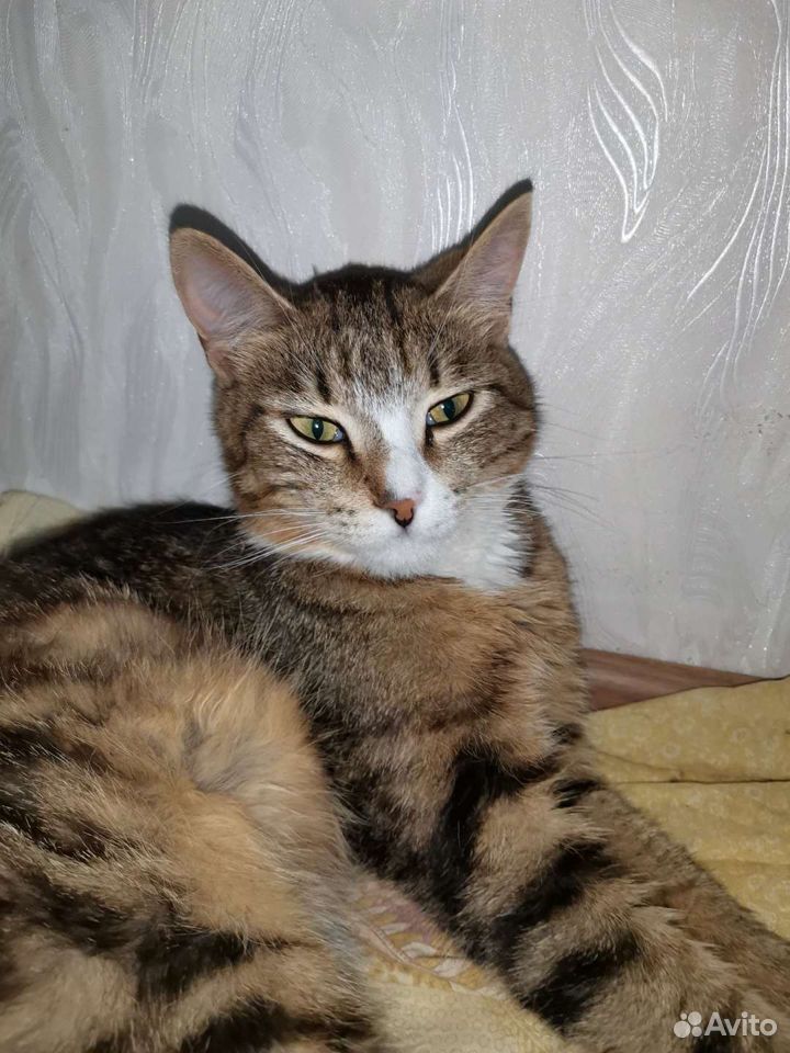 Кошка