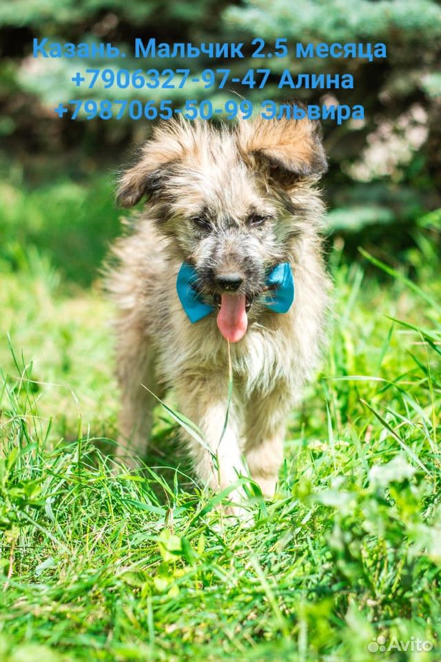 Пушистый мальчик в добрые руки