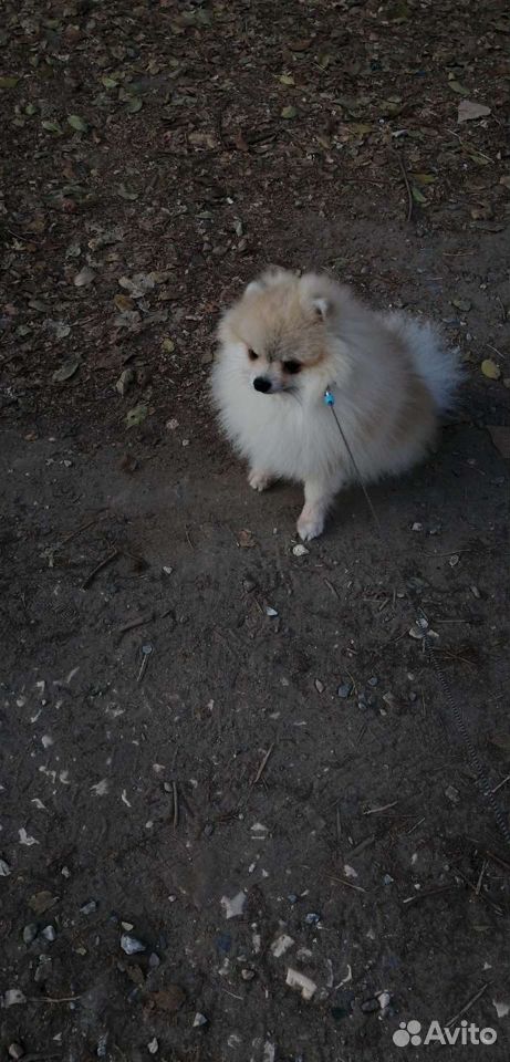 Продам шпица