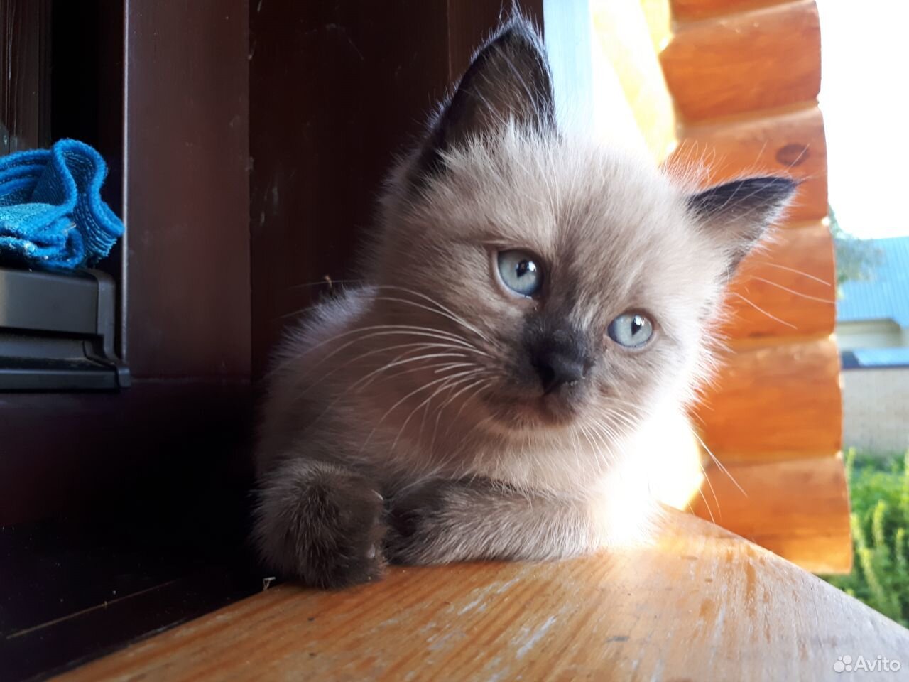 Котёнок в хорошие руки