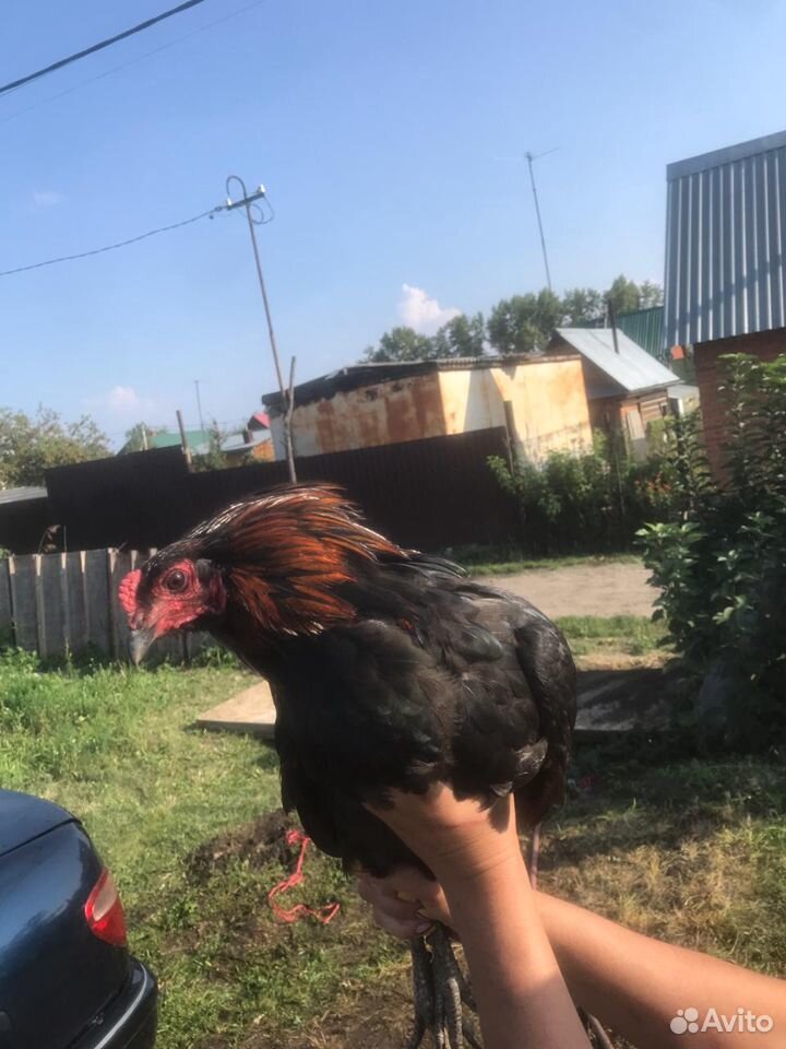 Петух Амераукана