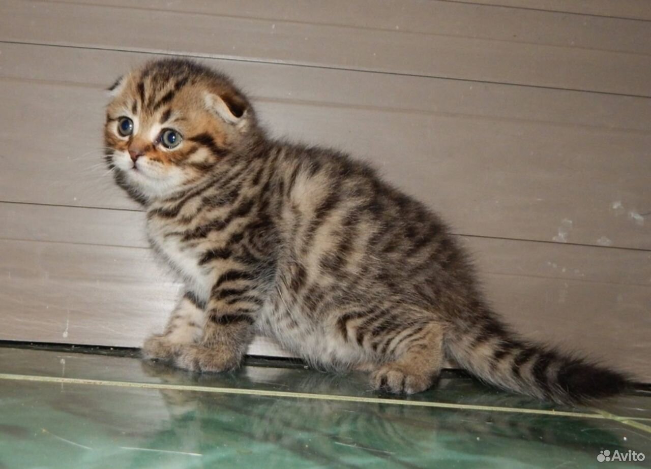 Продам Шотландские Клубные котята