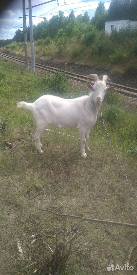Козлы на племя