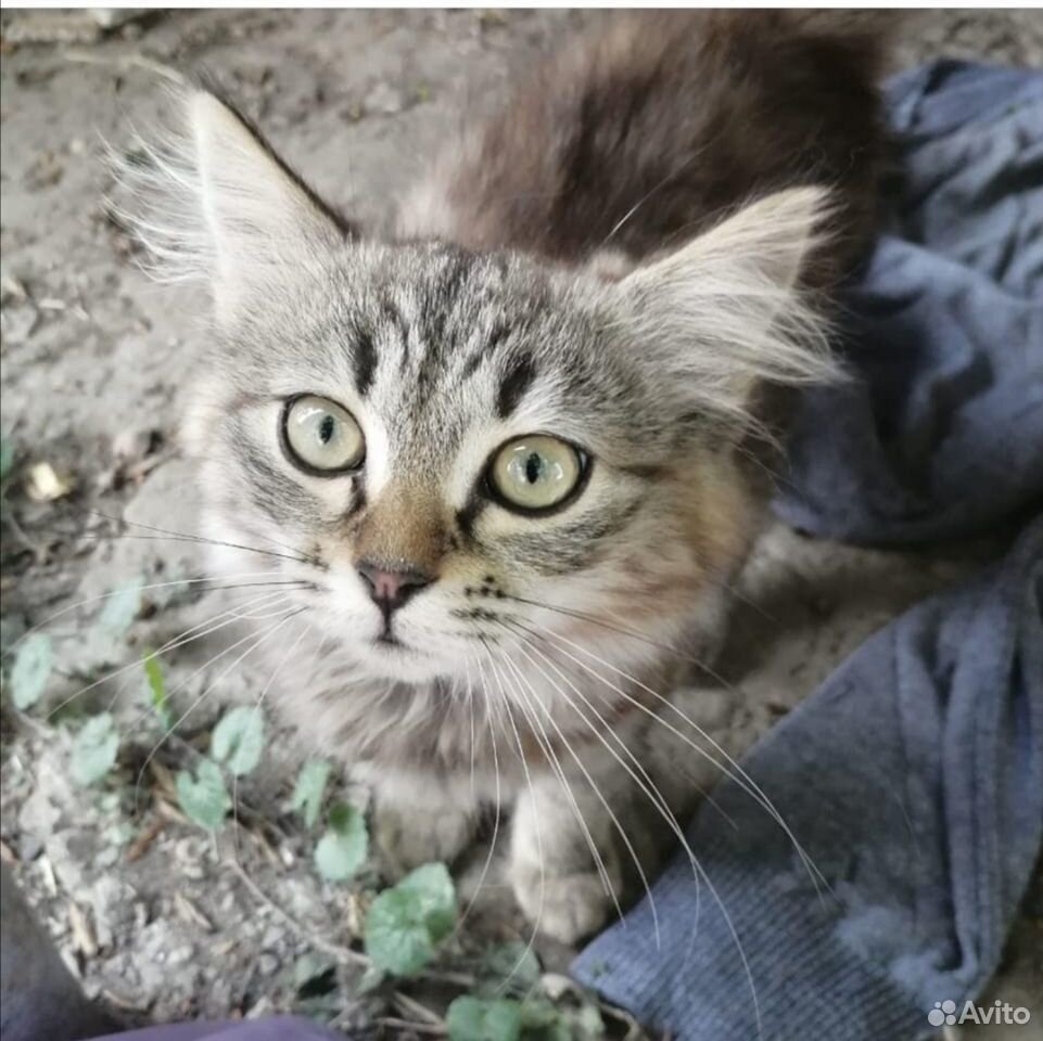 Сибирская кошечка, 3 месяца