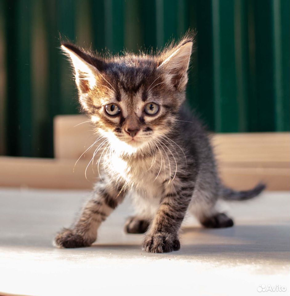 Отдам котям