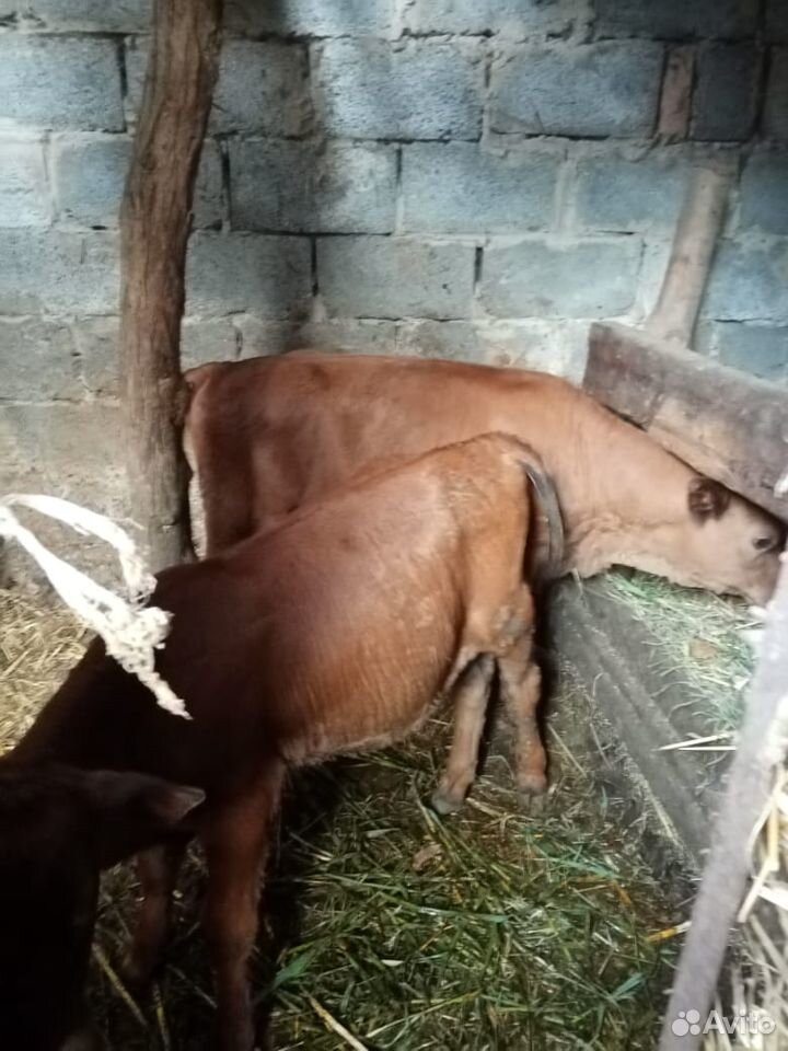 Продаются на доращивание бычки и телочка