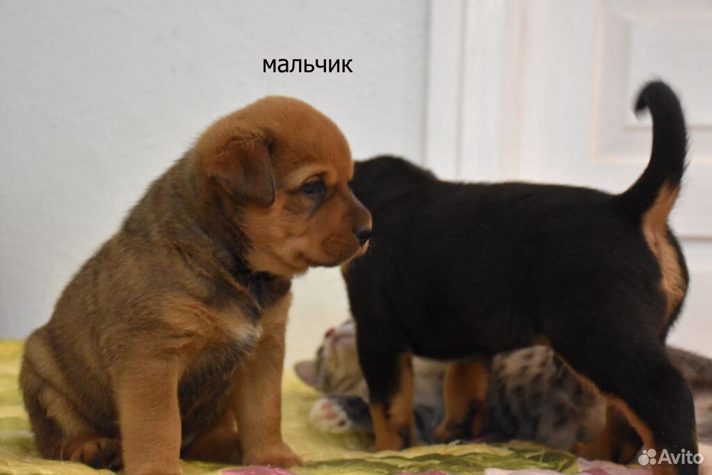 Продаю щенят.смесь- ротвейлер-боксер