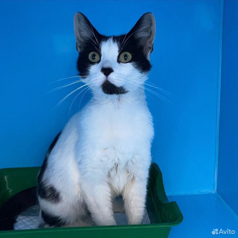 Нежная, добрая, смешная, хорошая ласкуша Моника