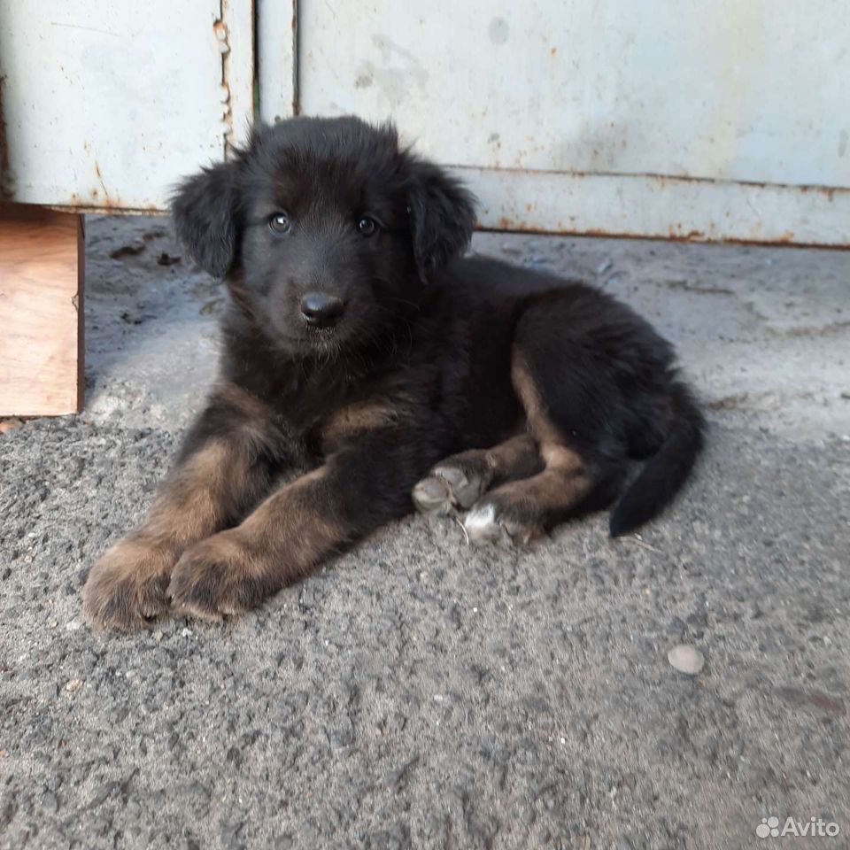 Очаровательные щенки