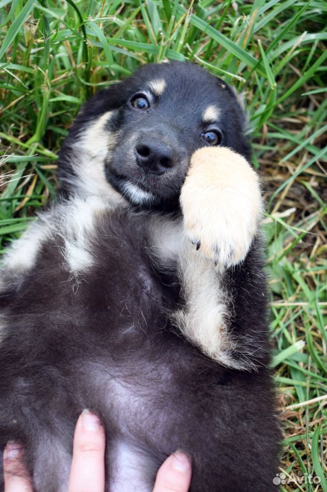 Кэнди 3 мес ищет дом