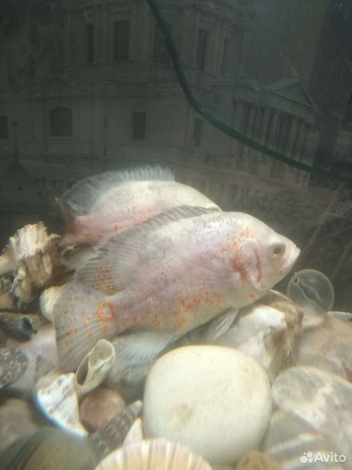 Астронотус