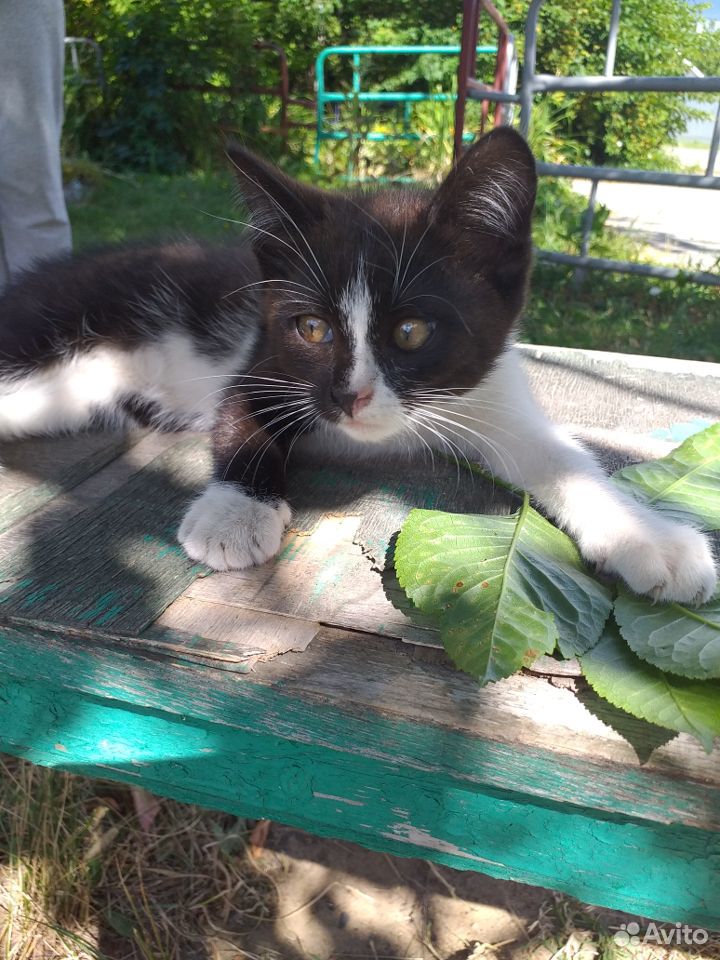 Отдам в хорошие руки милую кошу