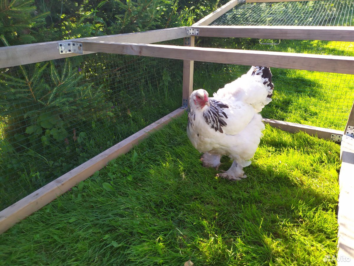 Кура Брама светлая и Кокинхины