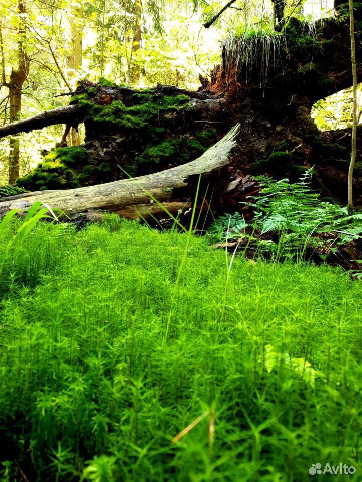 Мох сфагнум