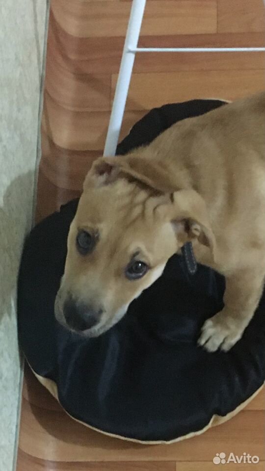 Стафордширский терьер