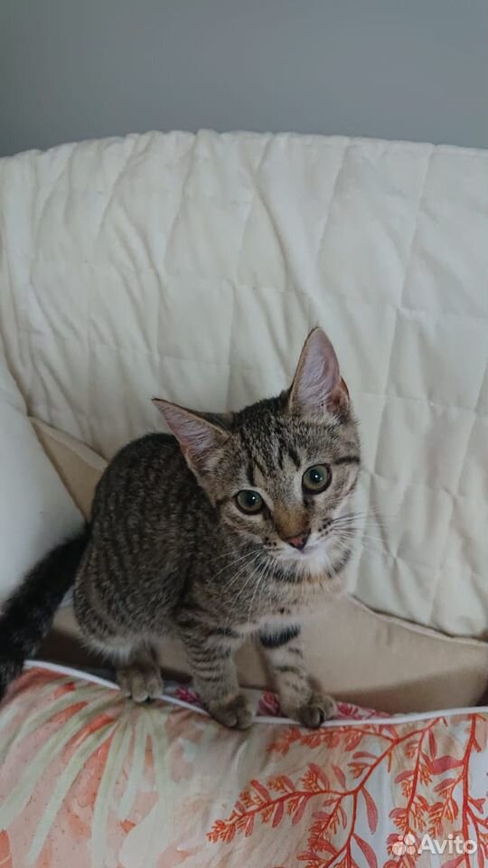 Тося,3 мес,ищет дом