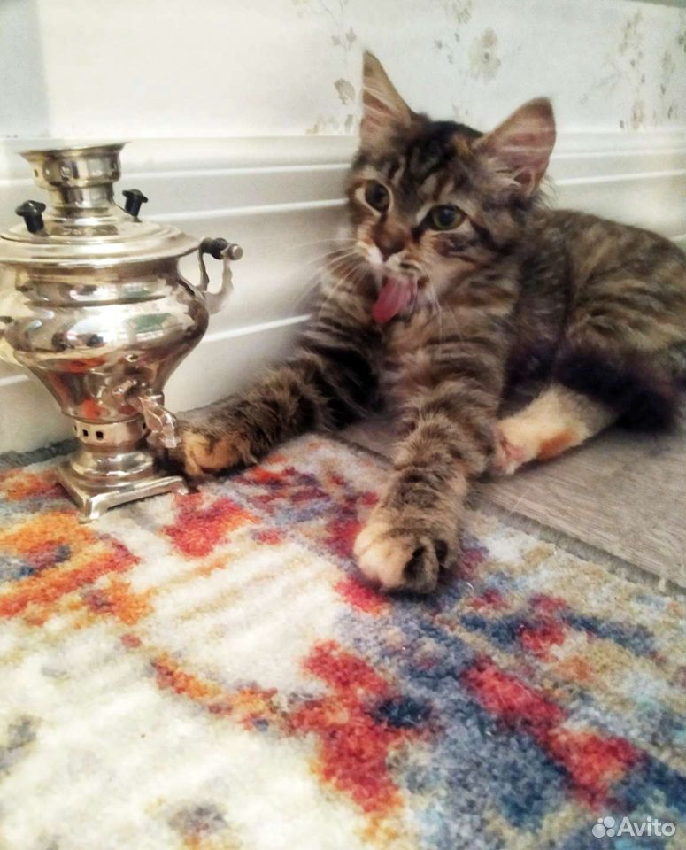 Котёнок Пуся