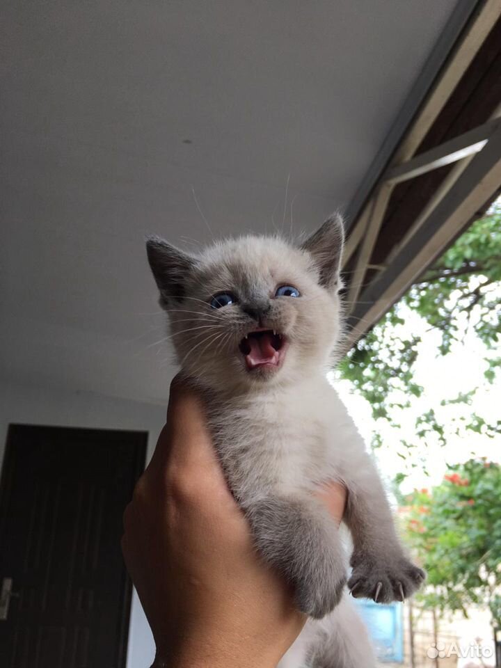 Котята