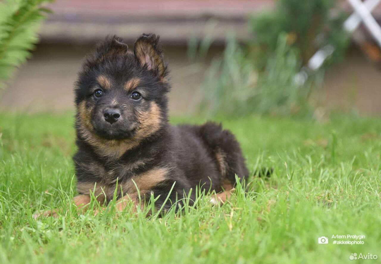 Неовчарка Кекс ищет дом