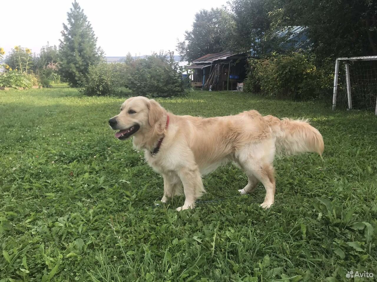 Голден ретривер