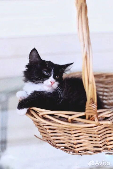 Котенок