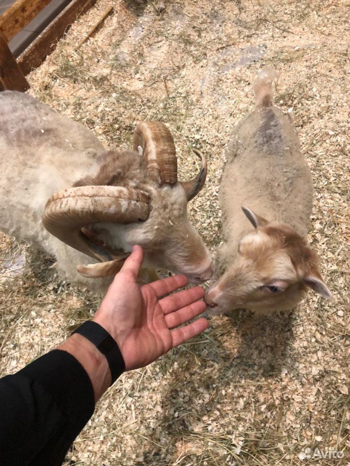 Мини-барашек