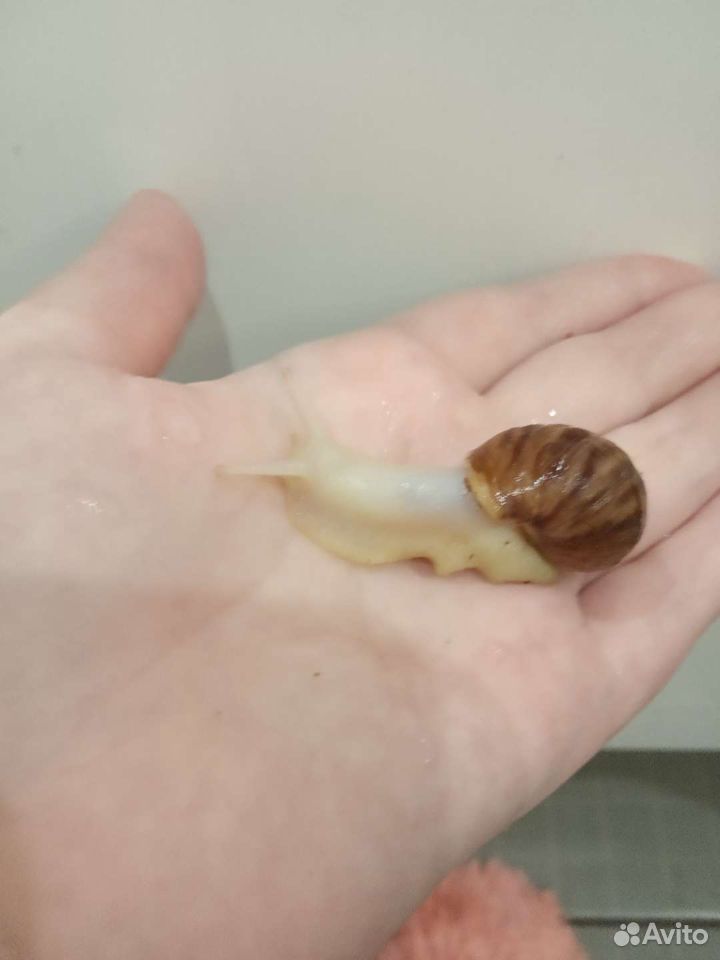 Белые Улитки Ахатины