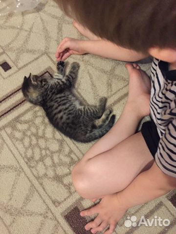 Шотландка