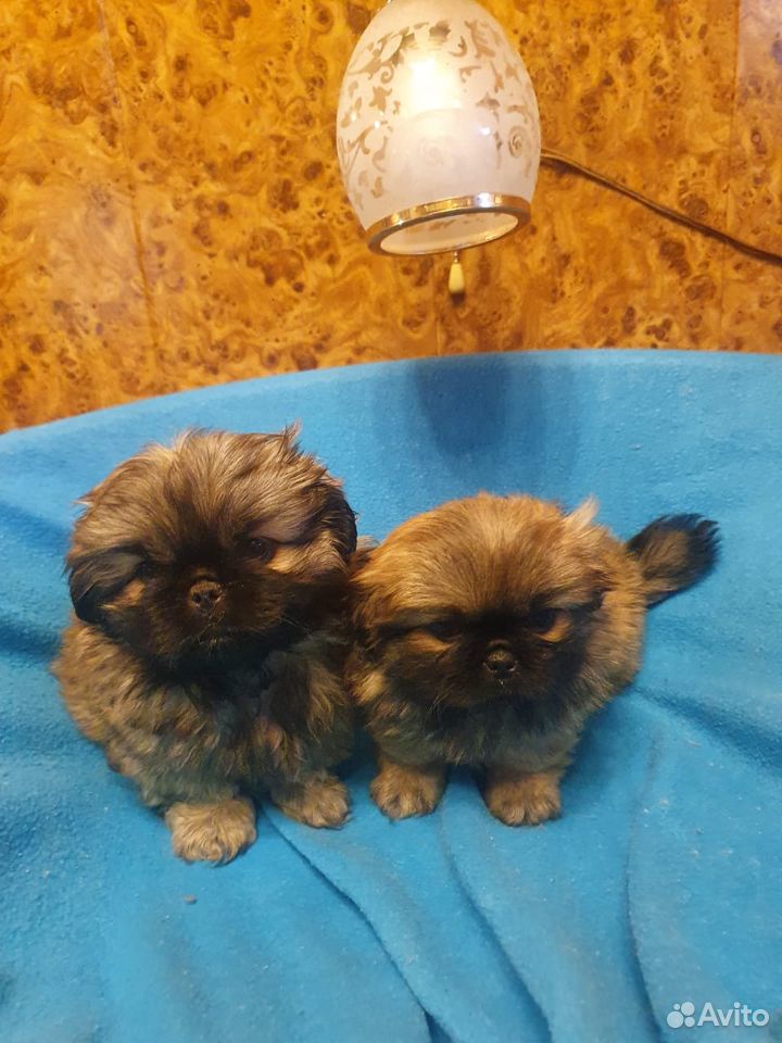 Пекинес щенки