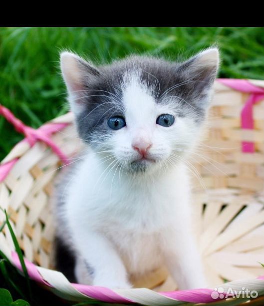 Крошечный котеночек Сэмми ищет любящую семью