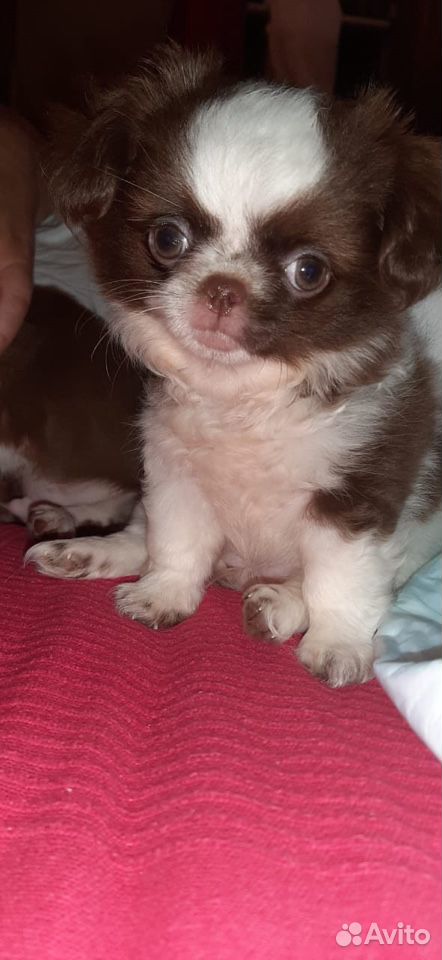 Щенок чихуахуа девочка