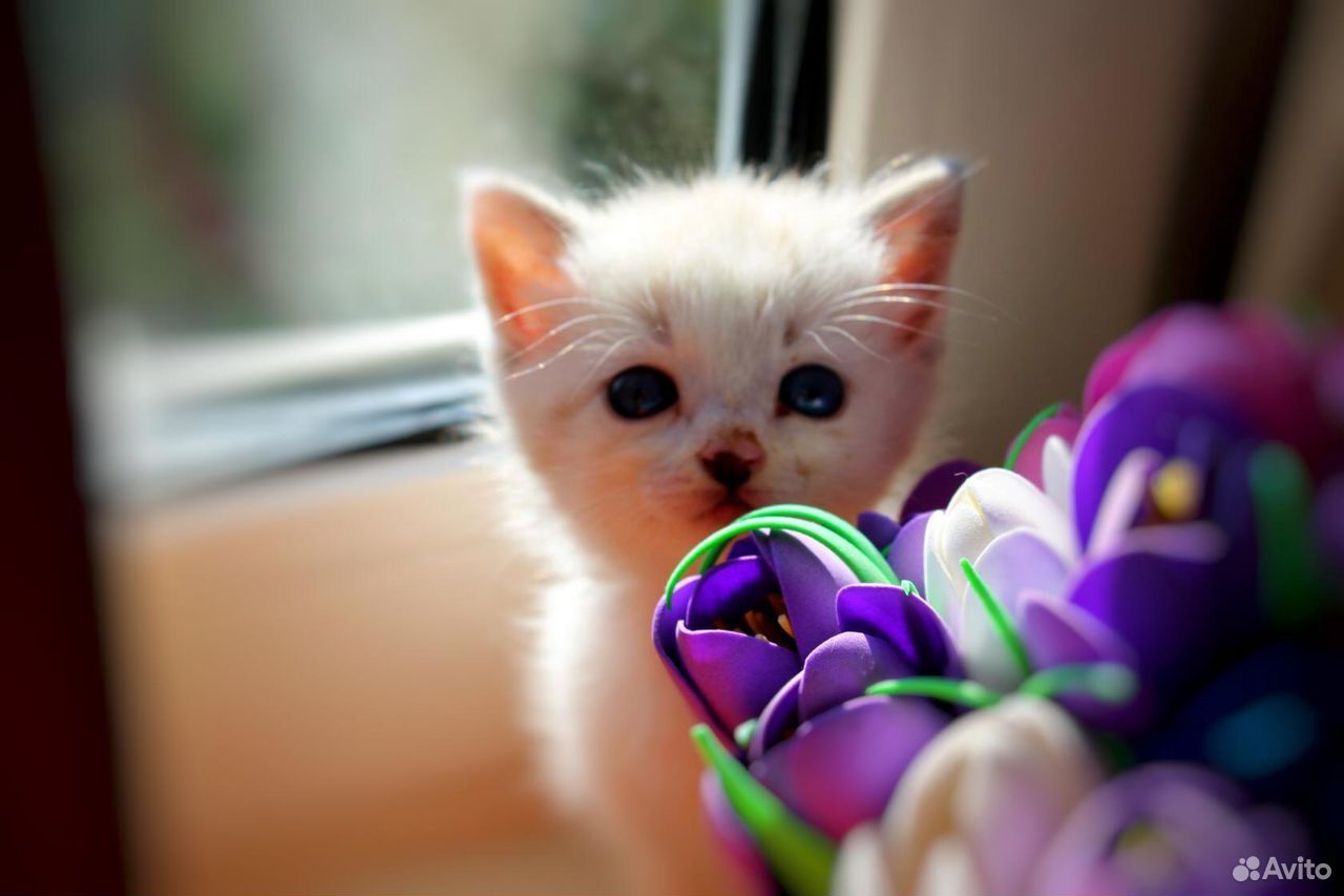 Котёнок "Умка"