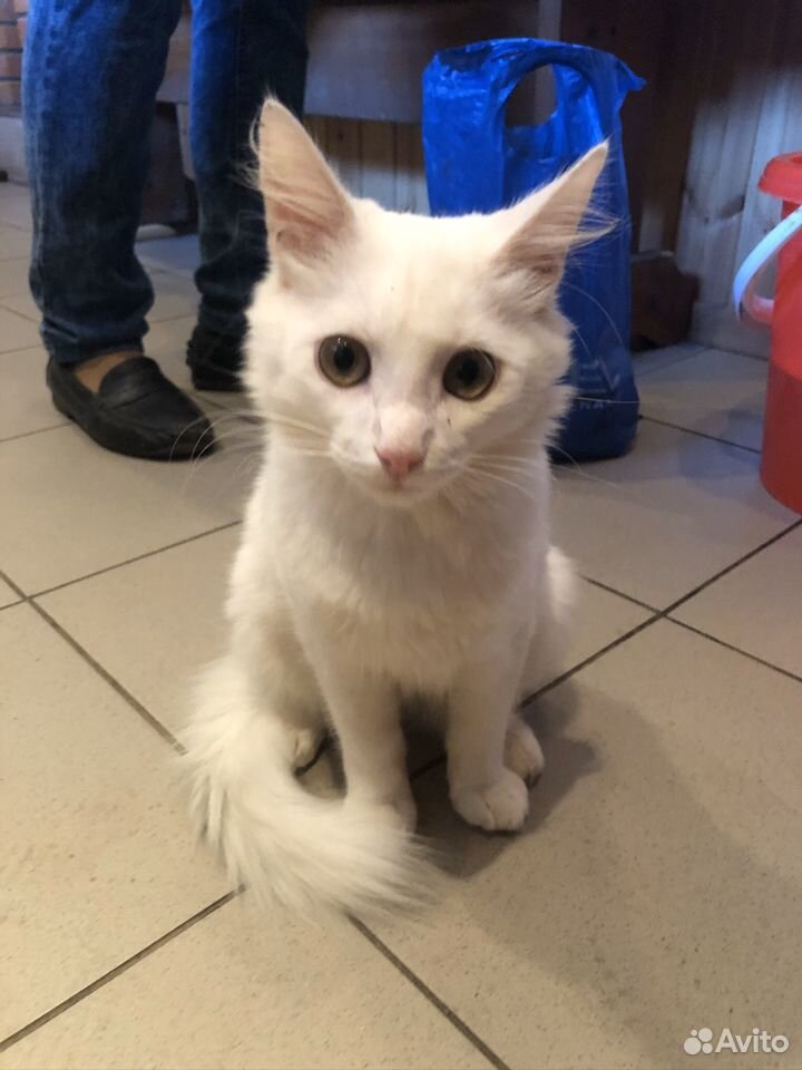 Белый Глухой Котик в Добрые Руки