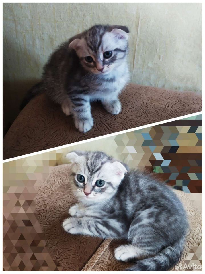 Шотландский вислоухий котенок (кот)