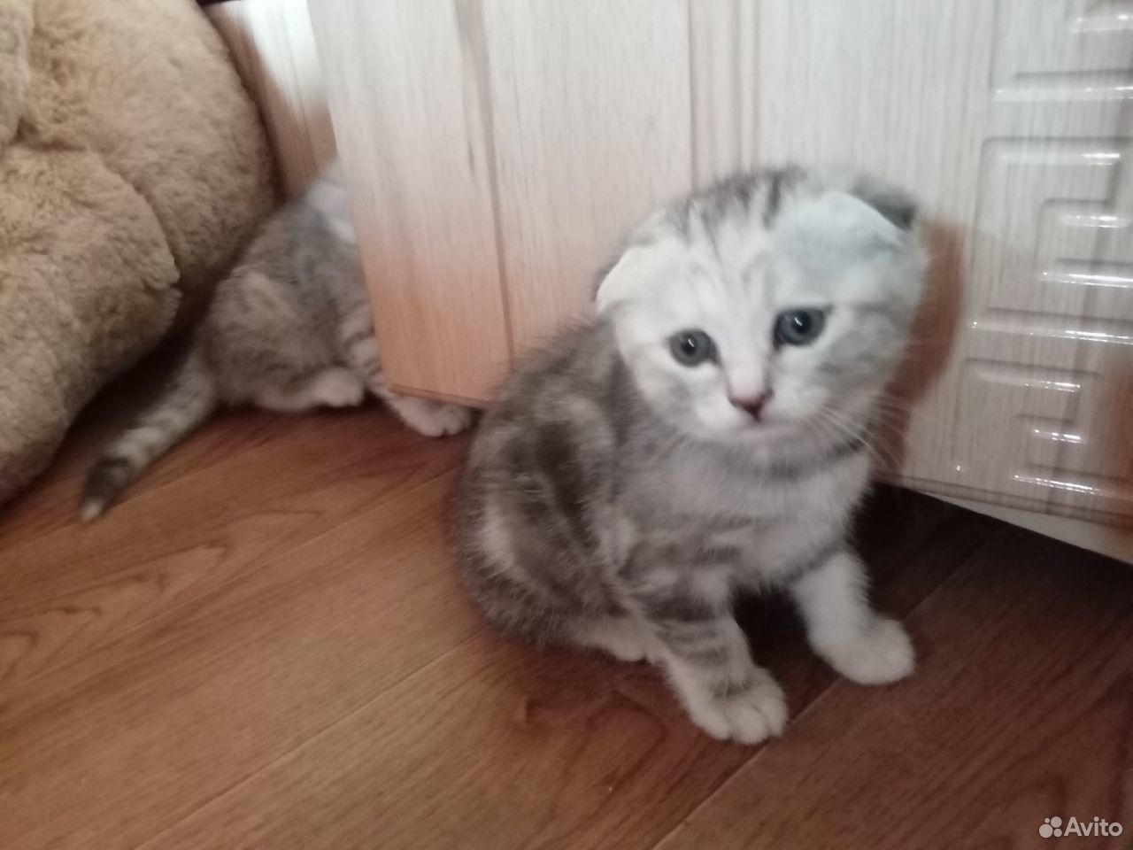 Шотландская веслоухая