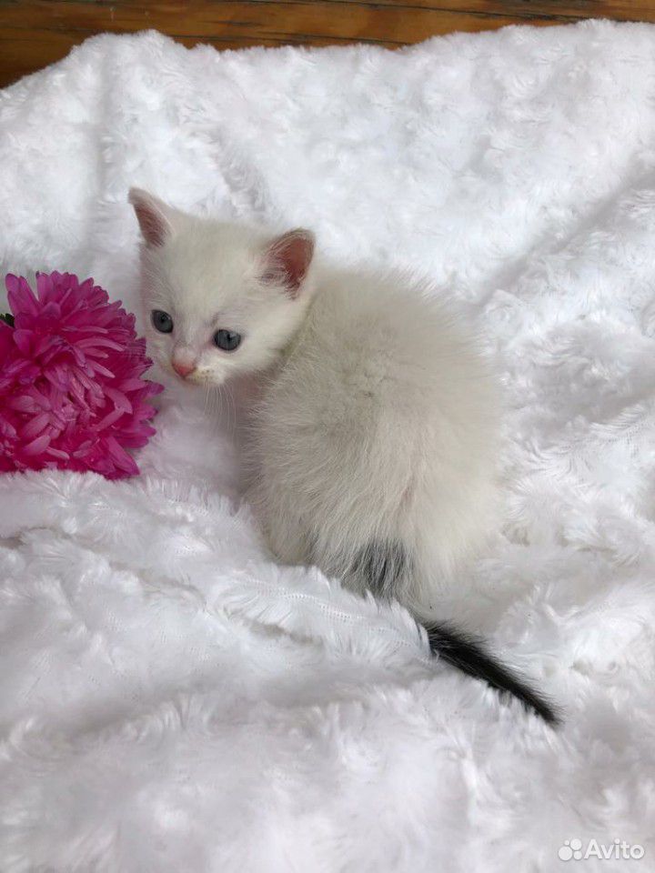 Котенок очень необычный, редкий, белый