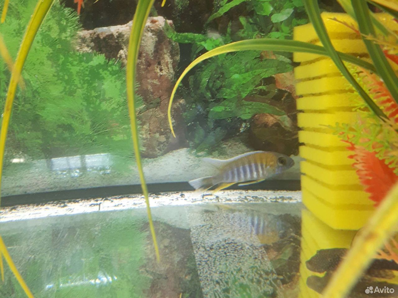 Рыба аулонокара