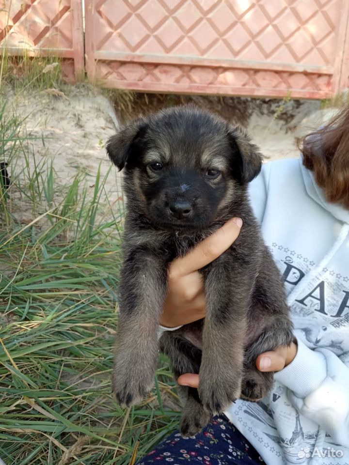 Щенок мальчик