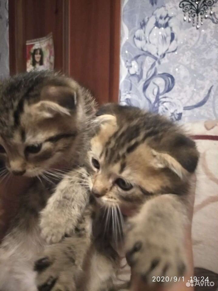 Британские вислоухие котята