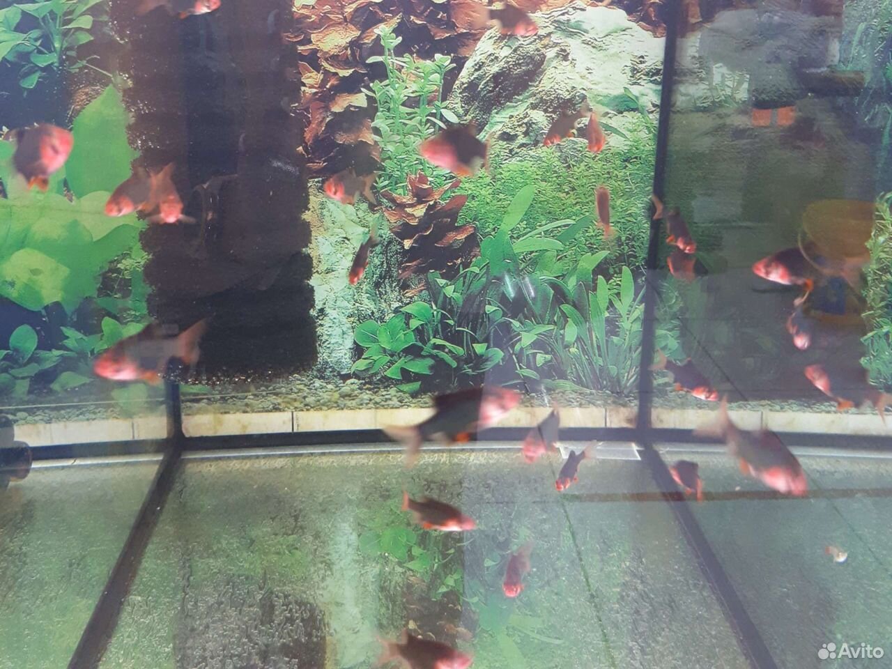 Рыба барбус снегирь